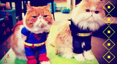 Check Out These 11 ADORABLE Comic Con-Ready Pets! - Freak 4 My Pet