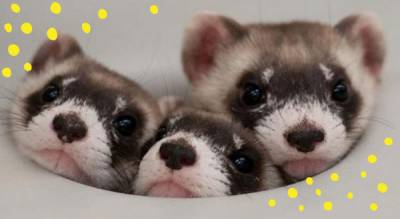 Parrots and Ferrets and Snakes, Oh My! 9 Unique Service Animals - Freak ...