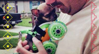 9 Times Turbo Roo the 2-Legged Chihuahua Stole Our Hearts - Freak 4 My Pet
