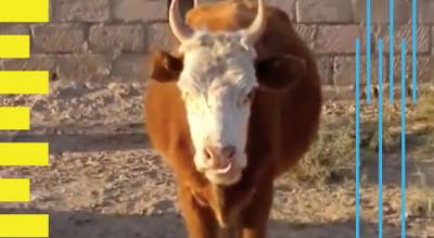 Talking Cow Kinda Sounds Like Steve Carell [VIDEO] - Freak 4 My Pet
