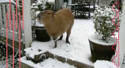 Look at this Capybara Get Cold Feet! - Freak 4 My Pet