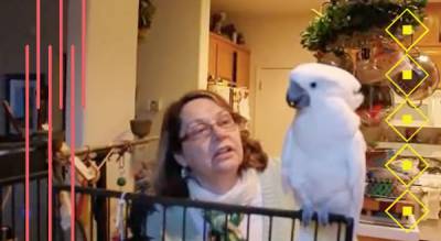 WATCH: Cockatoo Spits Mad Sass At Her Human! - Freak 4 My Pet