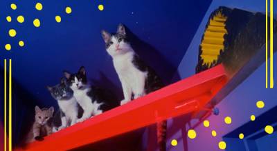 How 9 Cat Lovers Turned Their Homes into Epic Cat Playgrounds - Freak 4 ...